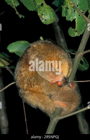 Silky Anteater Cyclopes didactylus Carone Swamp, Trinidad & Tobago 8 ...