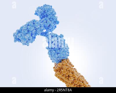 Antibody bound to an amyloid beta peptide, illustration Stock Photo - Alamy