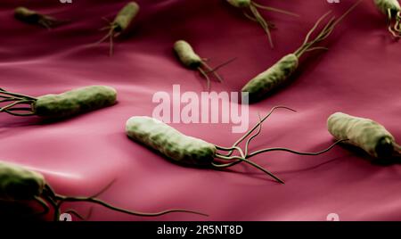 Helicobacter Pylori is a Gram-negative, microaerophilic bacterium found ...
