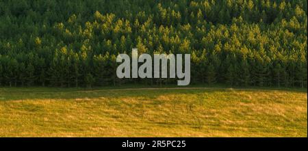 Evergreen pinewood forest on Zlatibor hill in summer sunset, panoramic ...