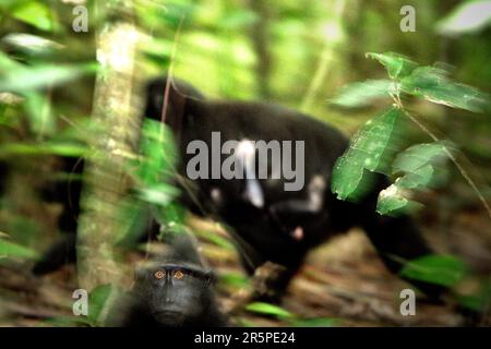 A crested macaque (Macaca nigra) stares at camera as it is photographed ...