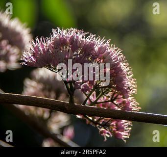 Pink flowers of Euodia (Melicope elleryana), the host plant for Ulysses ...