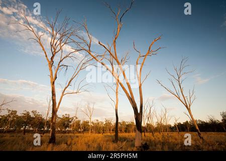 Iconic dead red gum trees in the river murray at cobdogla south ...