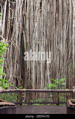 The Curtain Fig Tree, a massive Green Fig Tree (Ficus virens) in the ...