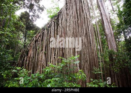 The Curtain Fig Tree, a massive Green Fig Tree (Ficus virens) in the ...