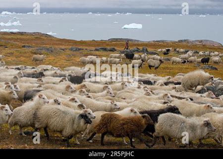 Roundup of sheep for slaughter near Inneruulalik, Greenland Stock Photo ...