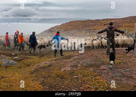 Roundup of sheep for slaughter near Inneruulalik, Greenland Stock Photo ...