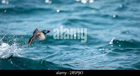 STUNNING images of a puffin riding a wave have been captured near ...