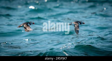 STUNNING images of a puffin riding a wave have been captured near ...