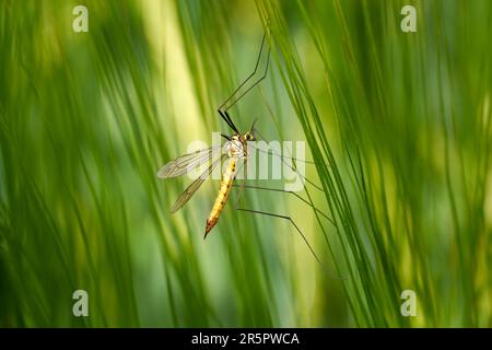 Female spotted crane-fly (Nephrotoma appendiculata) on seed pod of ...