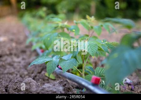 Young raspberry plants with drip irrigation Stock Photo - Alamy