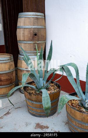 Agave plants in old wine barrels in front of La Abeja Winery, the ...