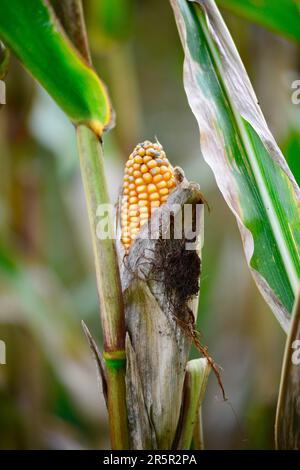 Single fresh ear of sweet yellow corn, partially shucked, revealing ...