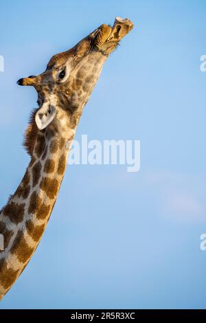 Giraffe (Giraffa camelopardalis) has animal bone in mouth. Etosha ...
