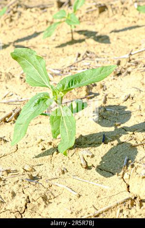 France. 05th June, 2023. Droughts, floods and heat waves threaten ...