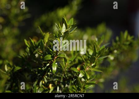 myrtle in a pot on a stand in a rural yard Stock Photo - Alamy