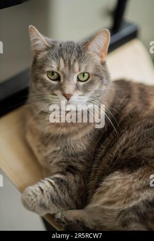 Gray female dilute torbie tabby house cat with tortoiseshell coat, long ...