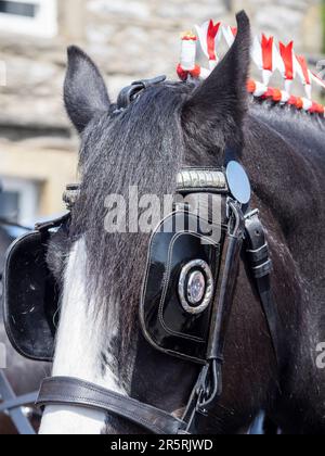 A shire horse from Thwaites brewery drinks a pint of bitter during the ...