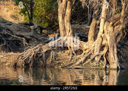 Zambia, Kafue natioinal Park, Root system exposed by erosion Stock ...