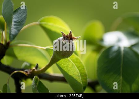Small ovaries of pear fruit on a young william pear tree in orchard ...