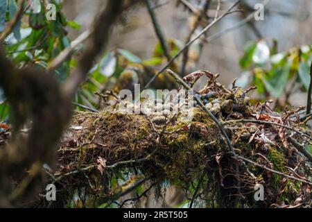 Red panda (Ailurus fulgens) droppings. Singalila National Park, West ...