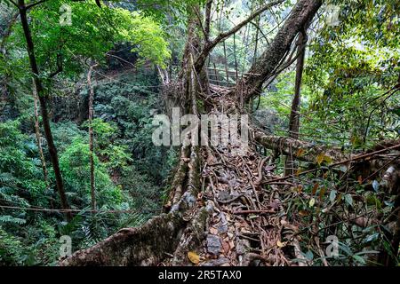 Spectacular Rangthylliang living root bridge in Cherrapunji region ...