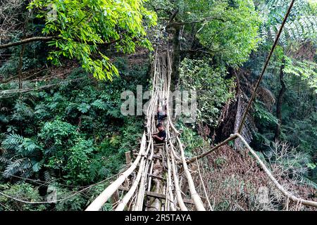 Spectacular Rangthylliang living root bridge in Cherrapunji region ...