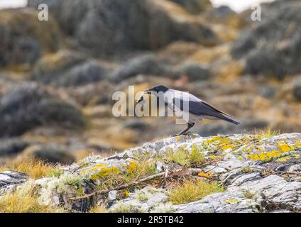 A clever Hooded Crow ( Corvus cornix) carrying shelfish ready to drop ...