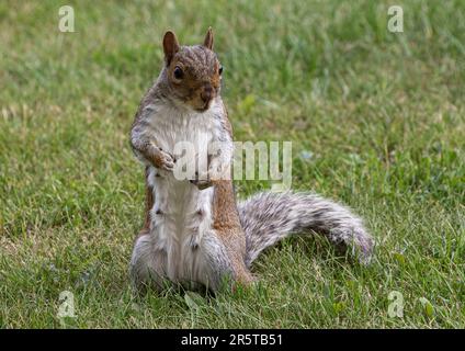 A very cheeky and rather fat / pregnant grey squirrel ( Sciurus ...