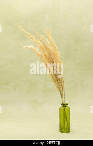 Decorative green reed on the background of the garden. Plant for ...