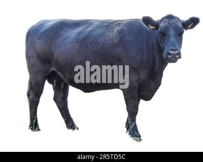 Black angus cow isolated on white background Stock Photo - Alamy