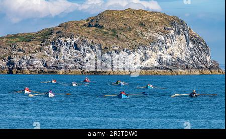 Crews rowing in St Ayles' skiffs boats in coastal rowing regatta in ...