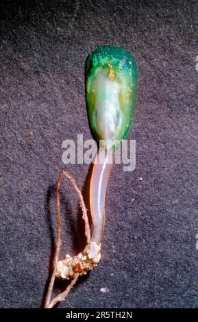 Lingula, a brachiopod Stock Photo - Alamy