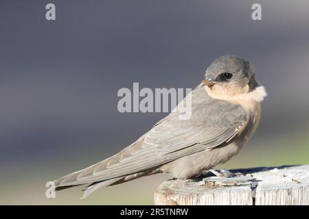 Rock Martin (Ptyonoprogne fuligula), Western Cape, South Africa Stock ...