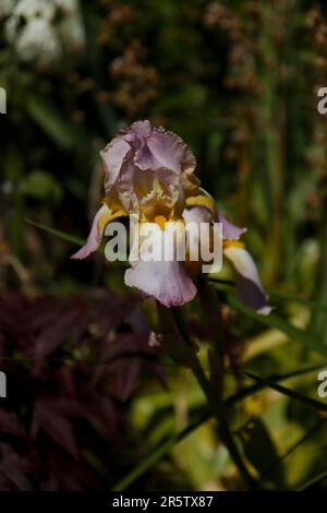 Big white iris flower in blossom, springtime in Provence, France Stock ...