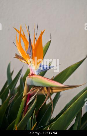 Beautiful Hawaiian tropical plants Bird of Paradise bloom in the Spring ...