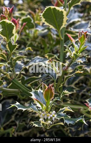 A variegated variety of Ilex aquifolium, holly, flowering in the UK ...
