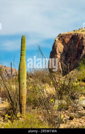 A stunning desert landscape with cacti and rolling sand dunes ...