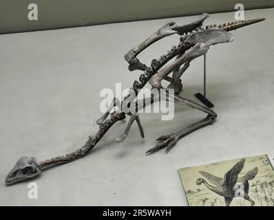 Avimimus portentosus small bird-like dinosaur Lived in Mongolia,Late ...