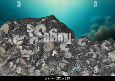 Prehistoric fish fossils dating back to the Cretaceous period Stock ...