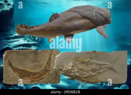 Prehistoric fossils dating back to the Cretaceous period Stock Photo ...