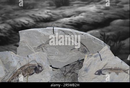 Prehistoric fossils dating back to the Cretaceous period Stock Photo ...