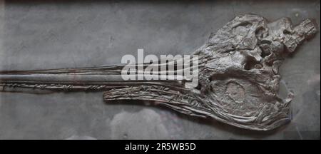 The ichthyosaurus is an extinct marine reptile that lived in the ...