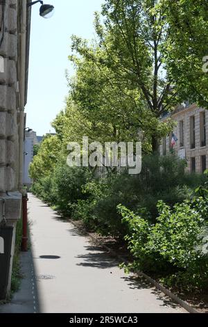Paris, Rue de Sully, Baumreihe // Paris, Rue de Sully, new planted ...