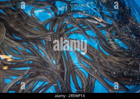 The eels swimming in a pool of a fish farm Stock Photo - Alamy