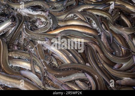 The eels swimming in a pool of a fish farm Stock Photo - Alamy