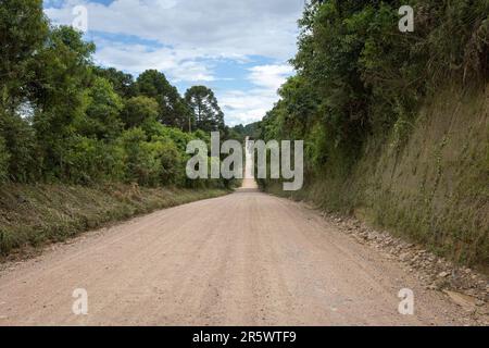 Winding dirt path through lush green forest. Birch trees line the trail ...