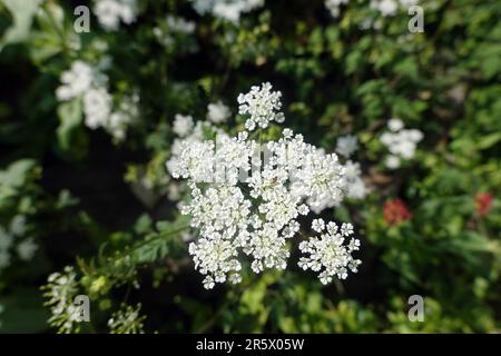 Taumel-Kaelberkropf, Taumelkaelberkropf, Hecken-Kaelberkropf ...