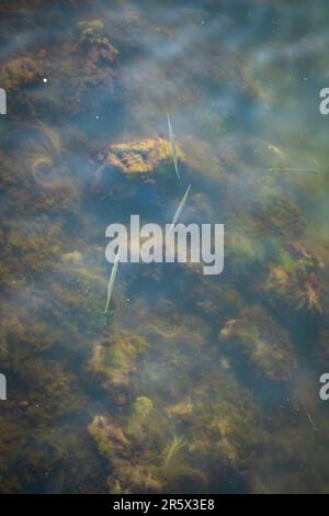 Silver Needlefish Know also as Asian Freshwater Needlefish, Needlenose ...