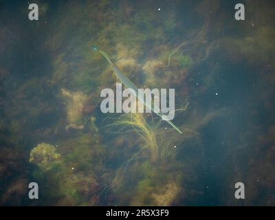 Silver Needlefish Know also as Asian Freshwater Needlefish, Needlenose ...